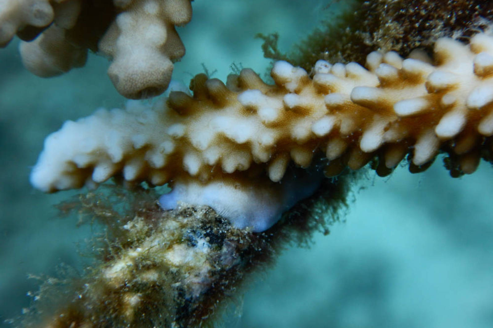 Yaf Keru is 1 year old! - Raja Ampat Sea Centre